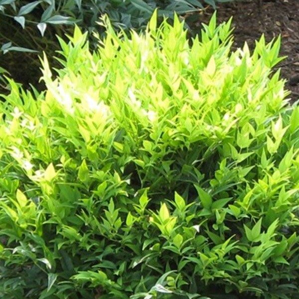 Bambou sacré 'Lemon Lime' - Nandina- Bio Le Bourgeon - Gardencenter.ch