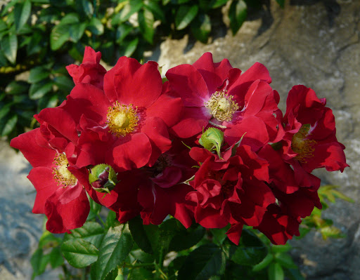 Chimo - Gardencenter.ch