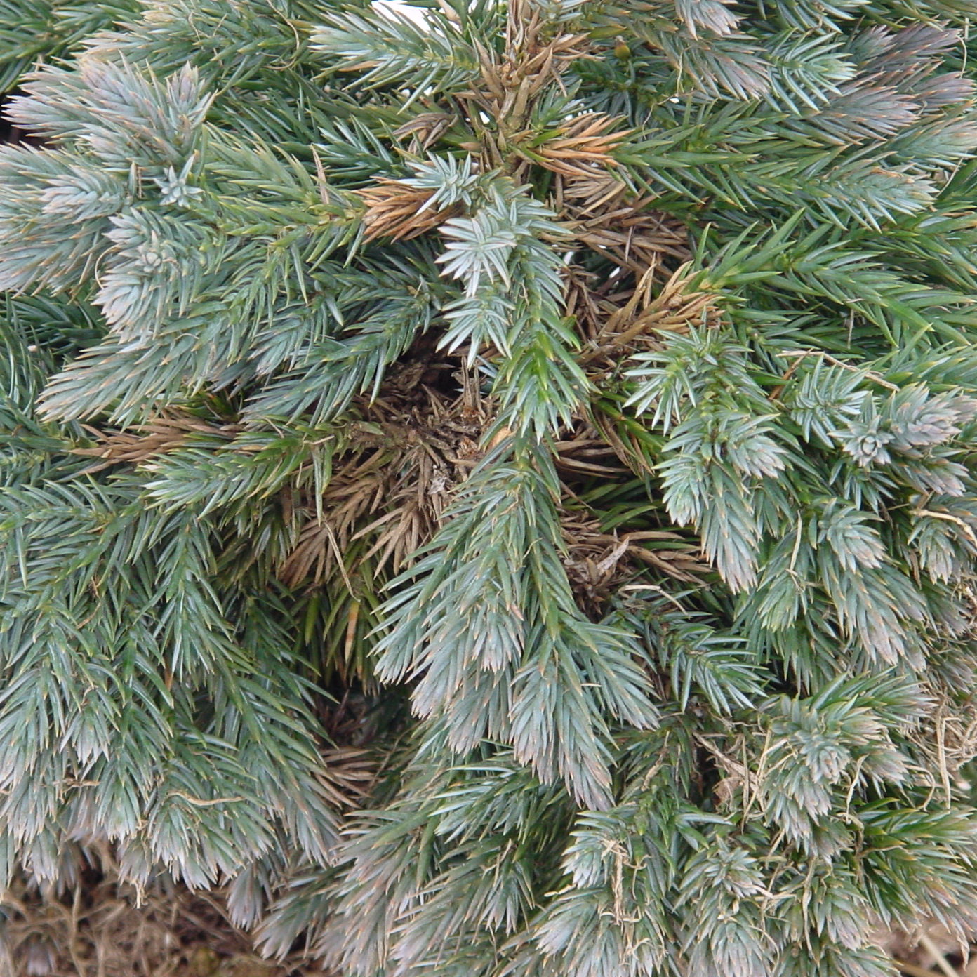 Genévrier écailleux 'Blue Star' - Juniperus - Gardencenter.ch