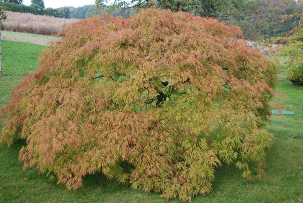 Erable du Japon 'Dissectum' - Acer- Bio Le Bourgeon - Gardencenter.ch