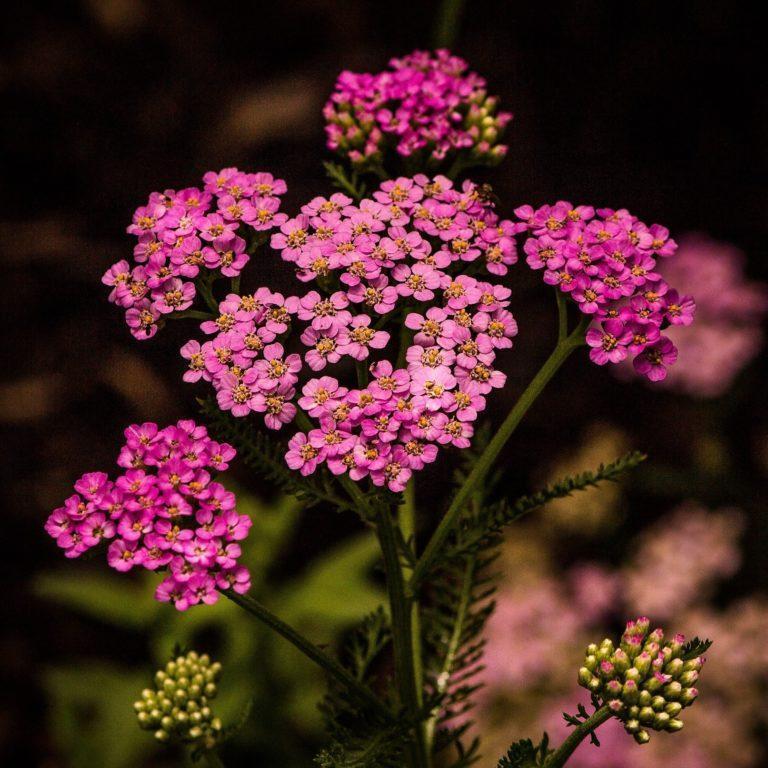 Achillée millefeuille rose - Achillea - Gardencenter.ch