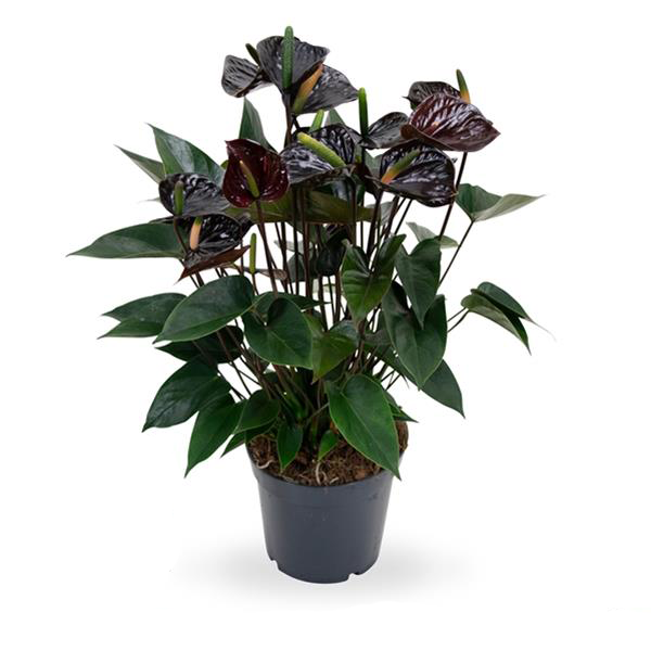 Anthurium noir - Gardencenter.ch