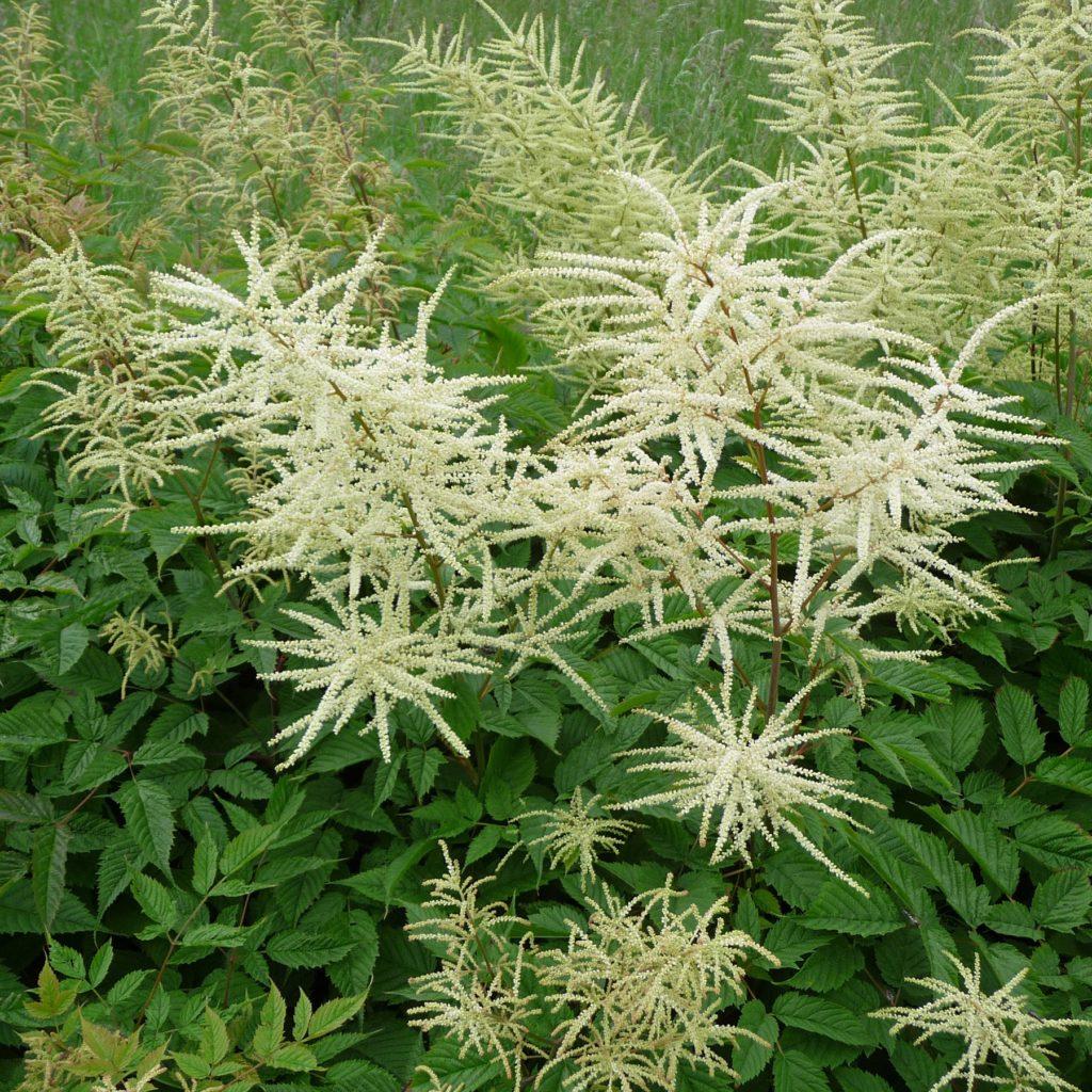 Barbe-de-bouc dioïque - Aruncus dioicus - Gardencenter.ch