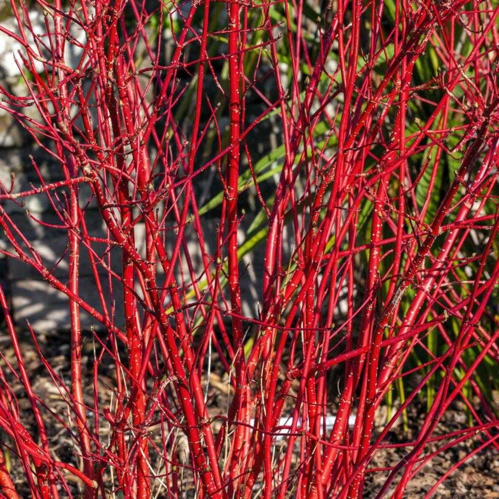 Cornouiller blanc de Sibérie - Cornus 'Sibirica'- Bio Le Bourgeon ...