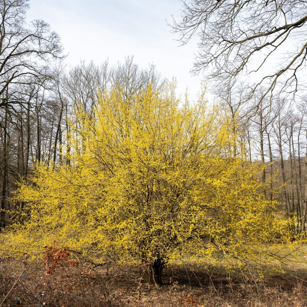 Cornouiller mâle - Cornus mas- Bio Le Bourgeon - Gardencenter.ch