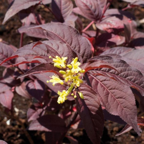 Diervillée élégant - Diervilla 'Diva' - Gardencenter.ch