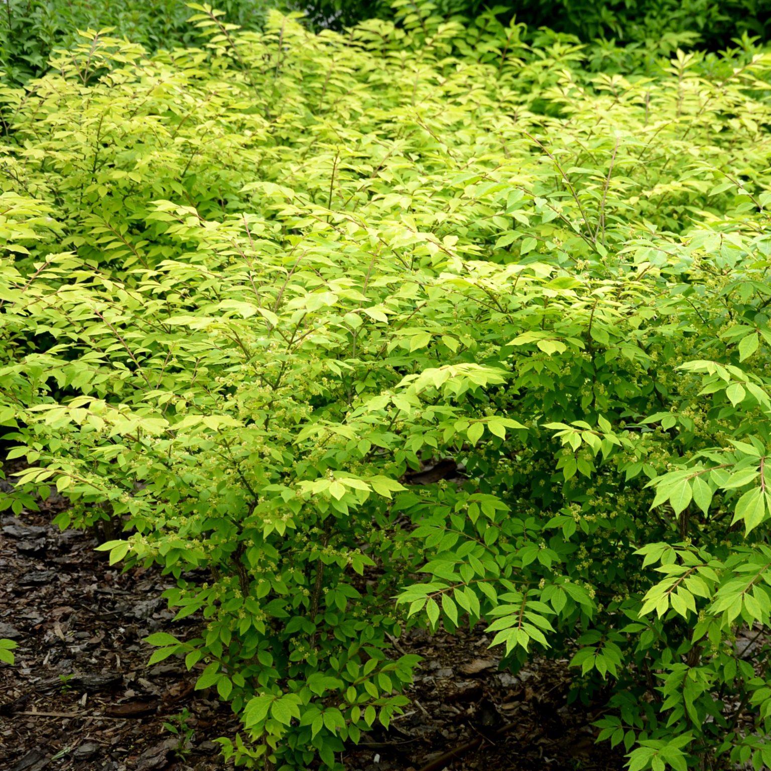Fusain ailé nain - Euonymus alatus 'Compactus' -Bio Le Bourgeon ...