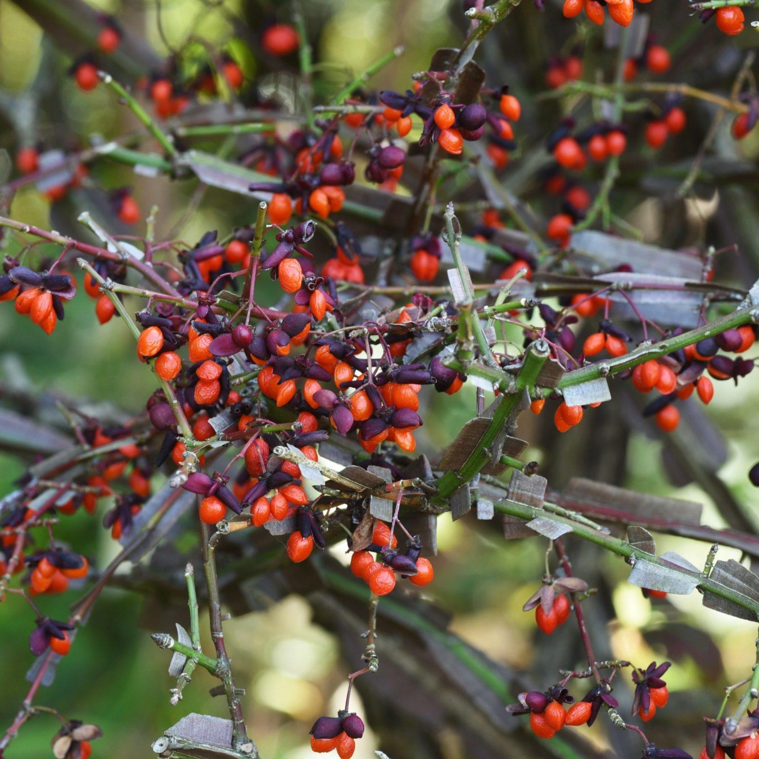 Fusain ailé nain - Euonymus alatus 'Compactus' -Bio Le Bourgeon ...
