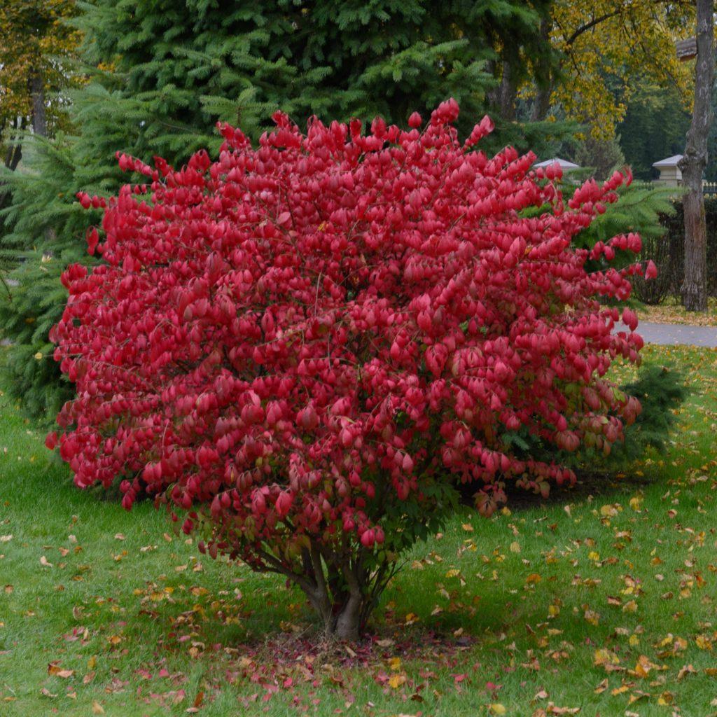 Fusain ailé - Euonymus- Bio Le Bourgeon - Gardencenter.ch