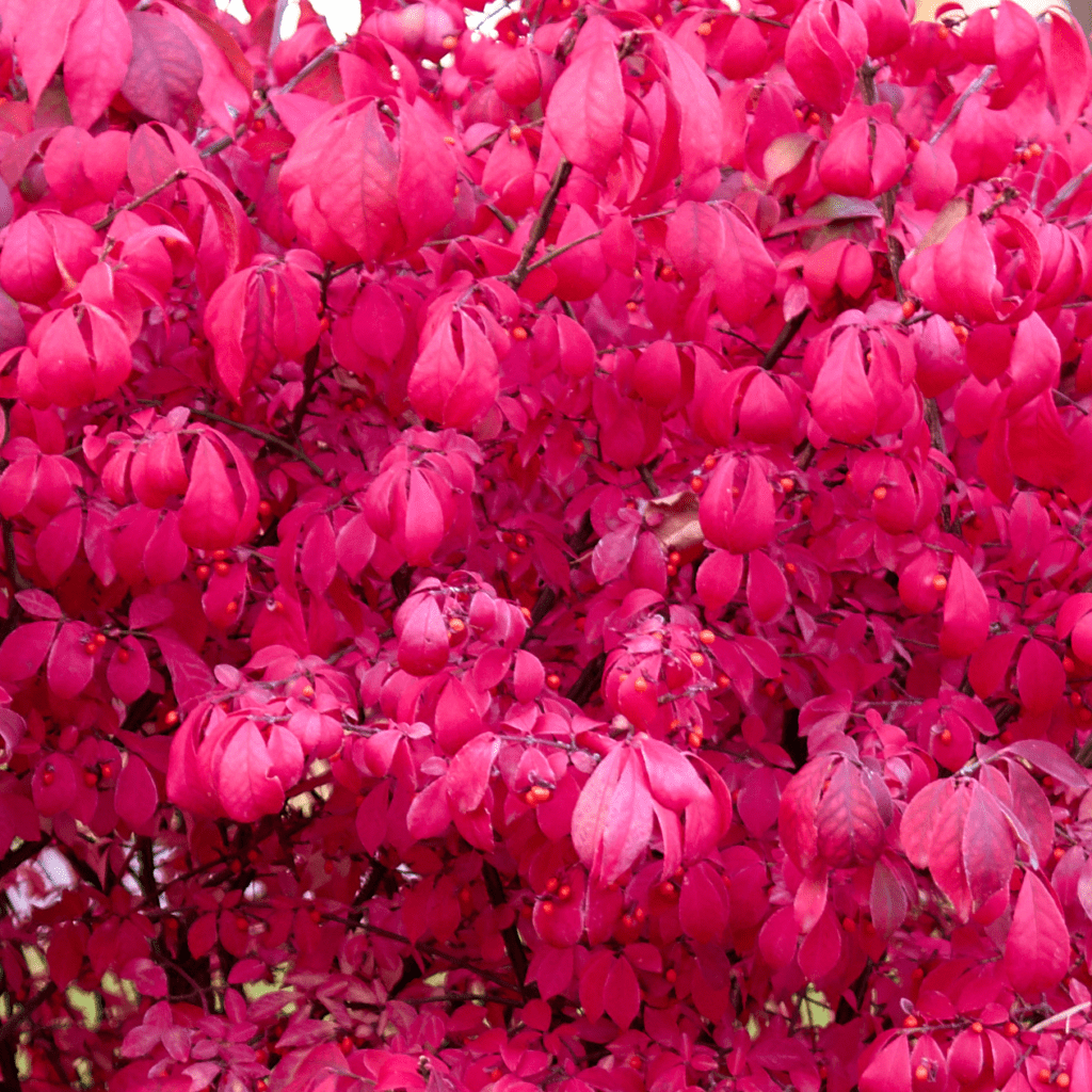 Fusain ailé - Euonymus- Bio Le Bourgeon - Gardencenter.ch