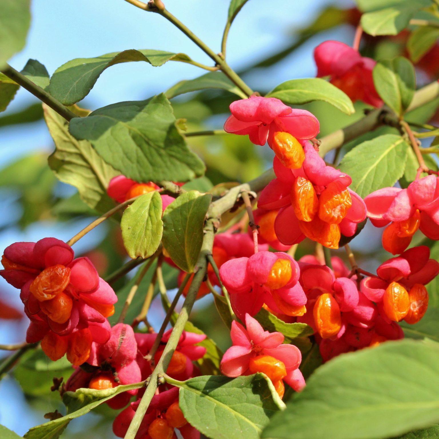 Fusain d'Europe - Euonymus- Bio Le Bourgeon - Gardencenter.ch