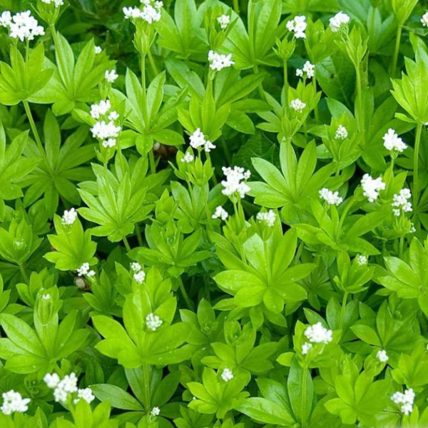Aspérule odorante - Galium - Gardencenter.ch