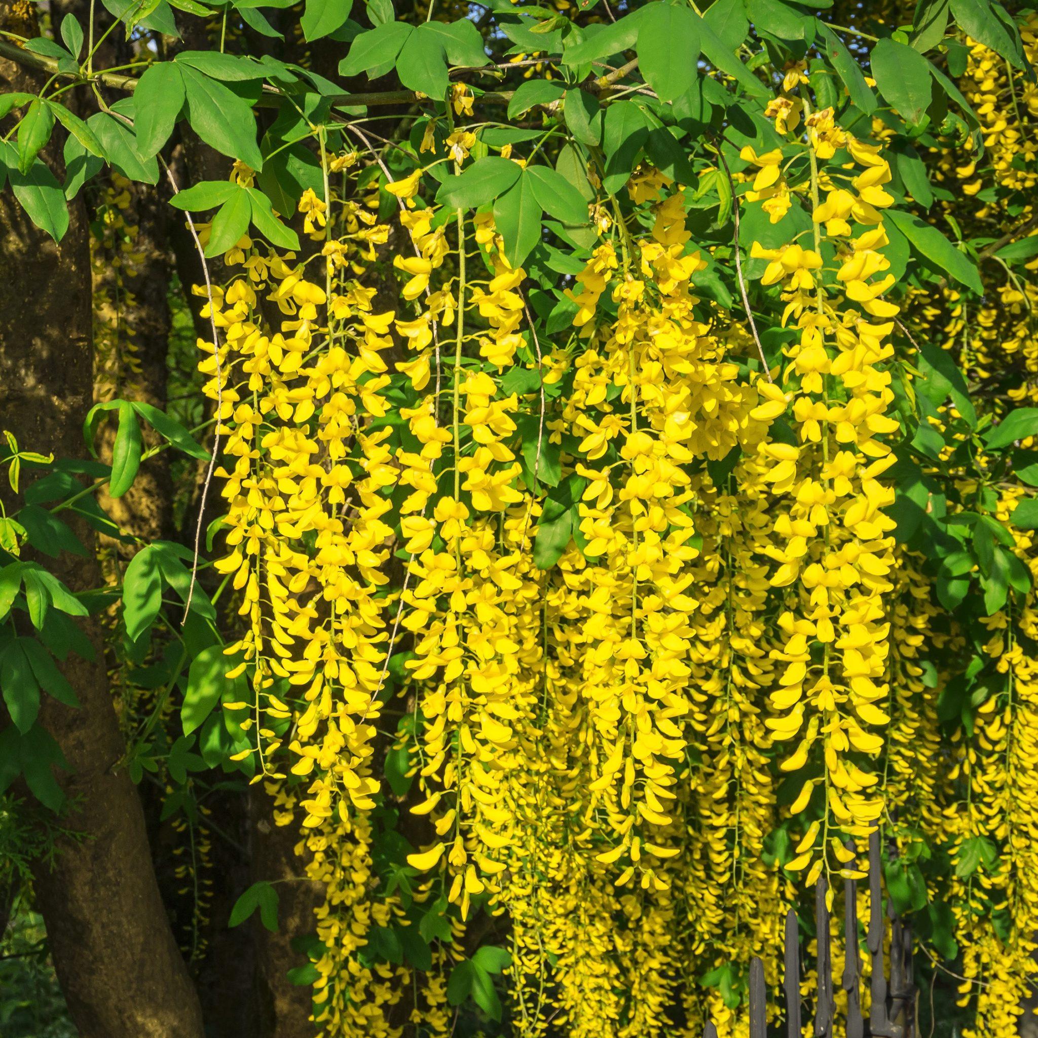 Cytise 'Vossii' - Laburnum watereri - Gardencenter.ch