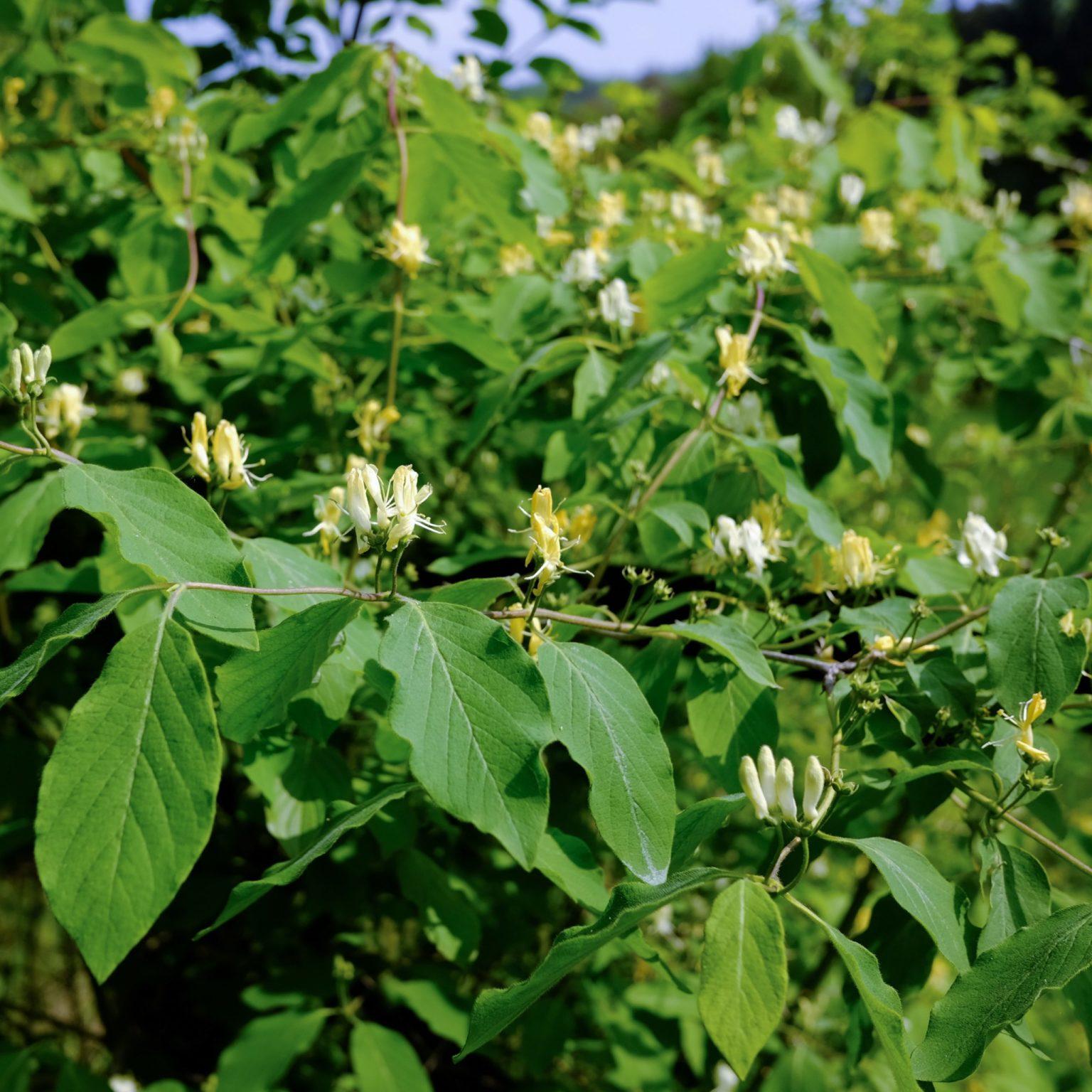 Chèvrefeuille des haies - Lonicera- Bio Le Bourgeon - Gardencenter.ch
