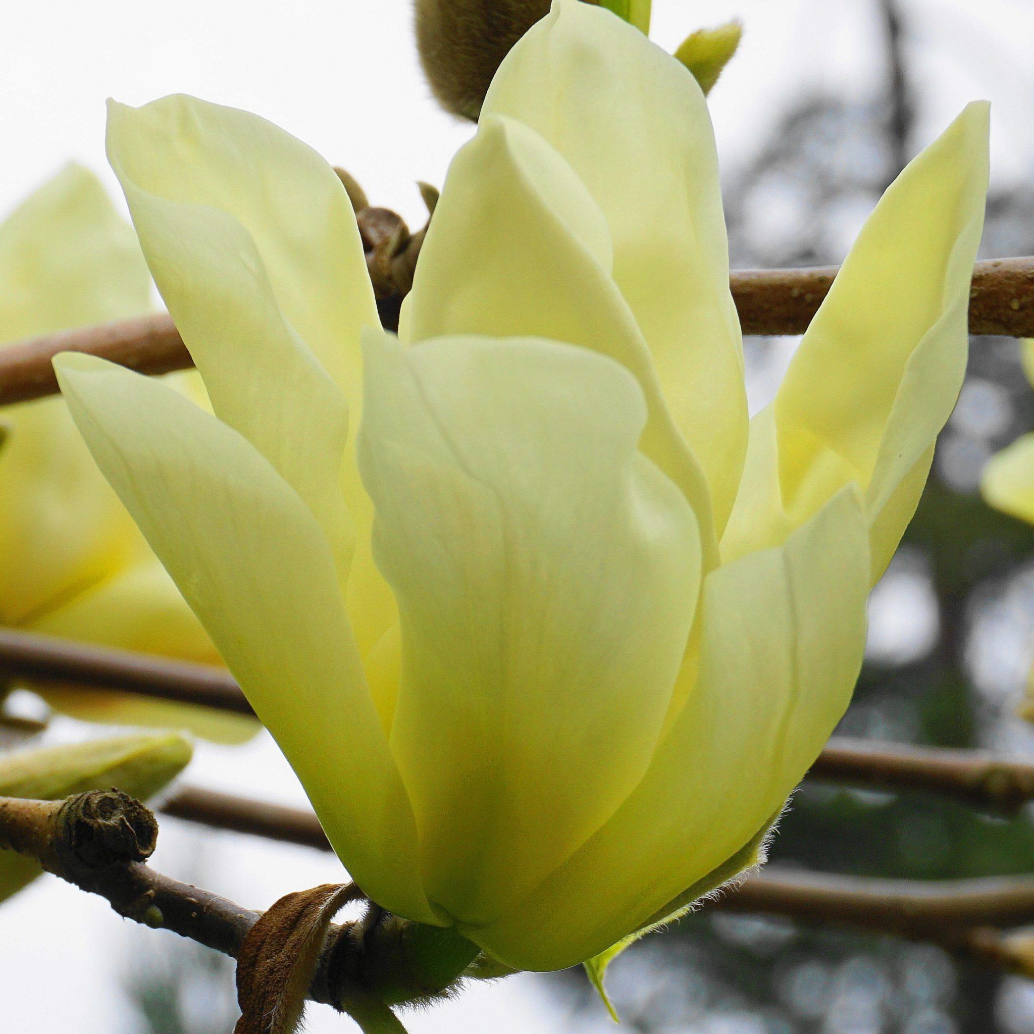 Magnolia 'Yellow River' - Gardencenter.ch