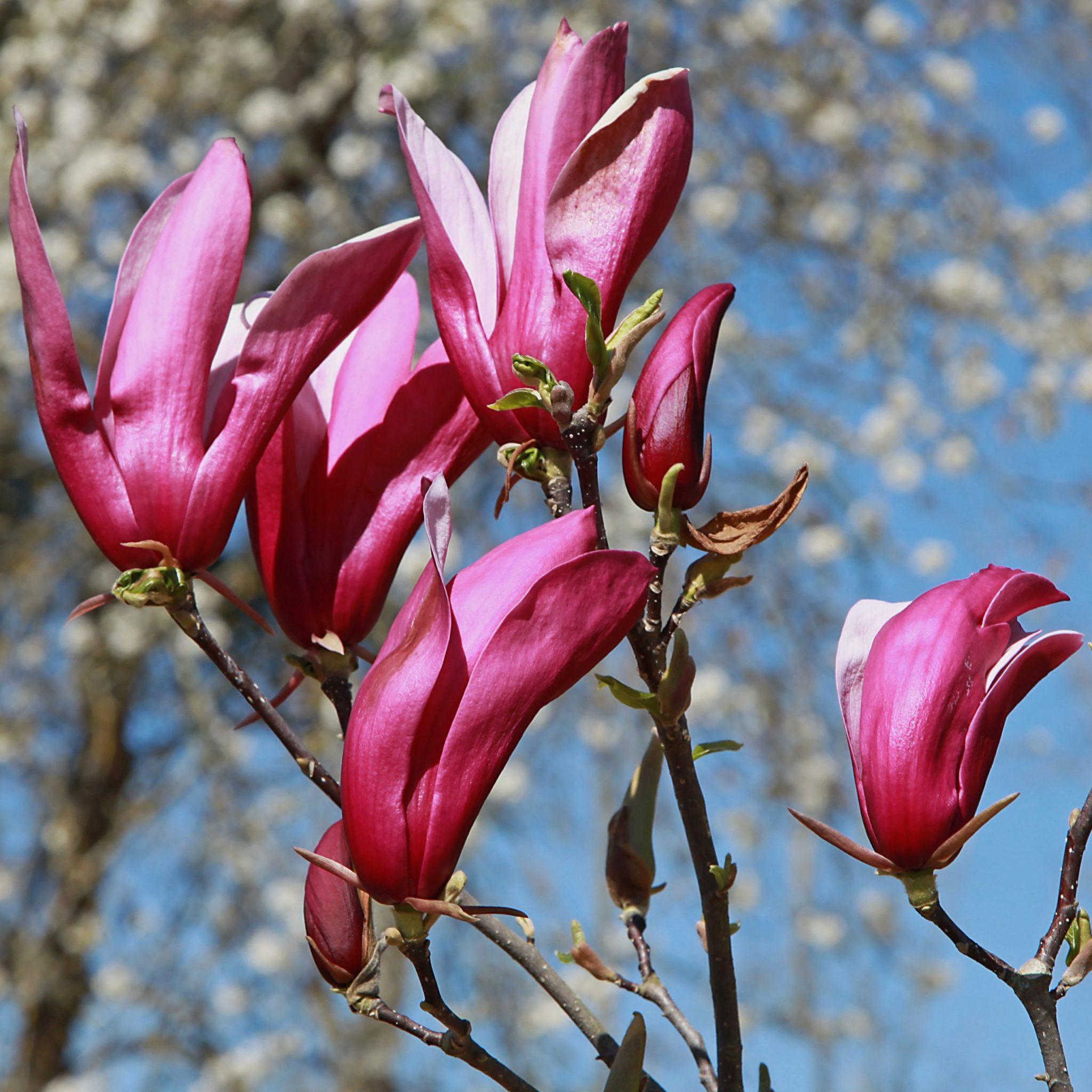 Magnolia à fleur de lys 'Nigra' - Gardencenter.ch