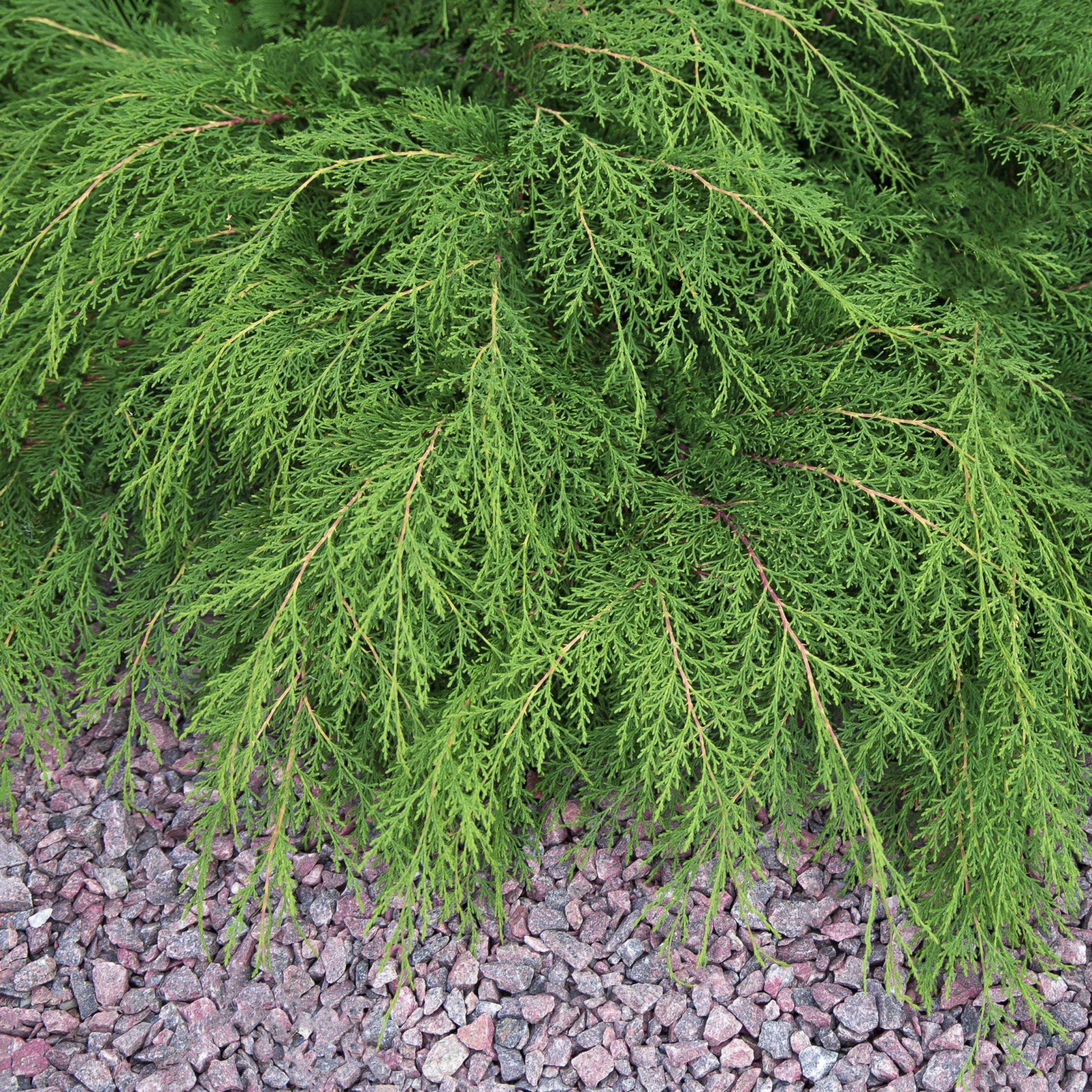 Microbiota decussata - Gardencenter.ch