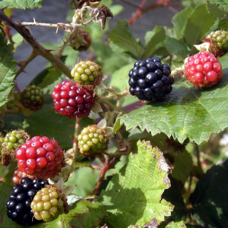 Mûrier avec épines Theodor Reimers - Rubus - Gardencenter.ch