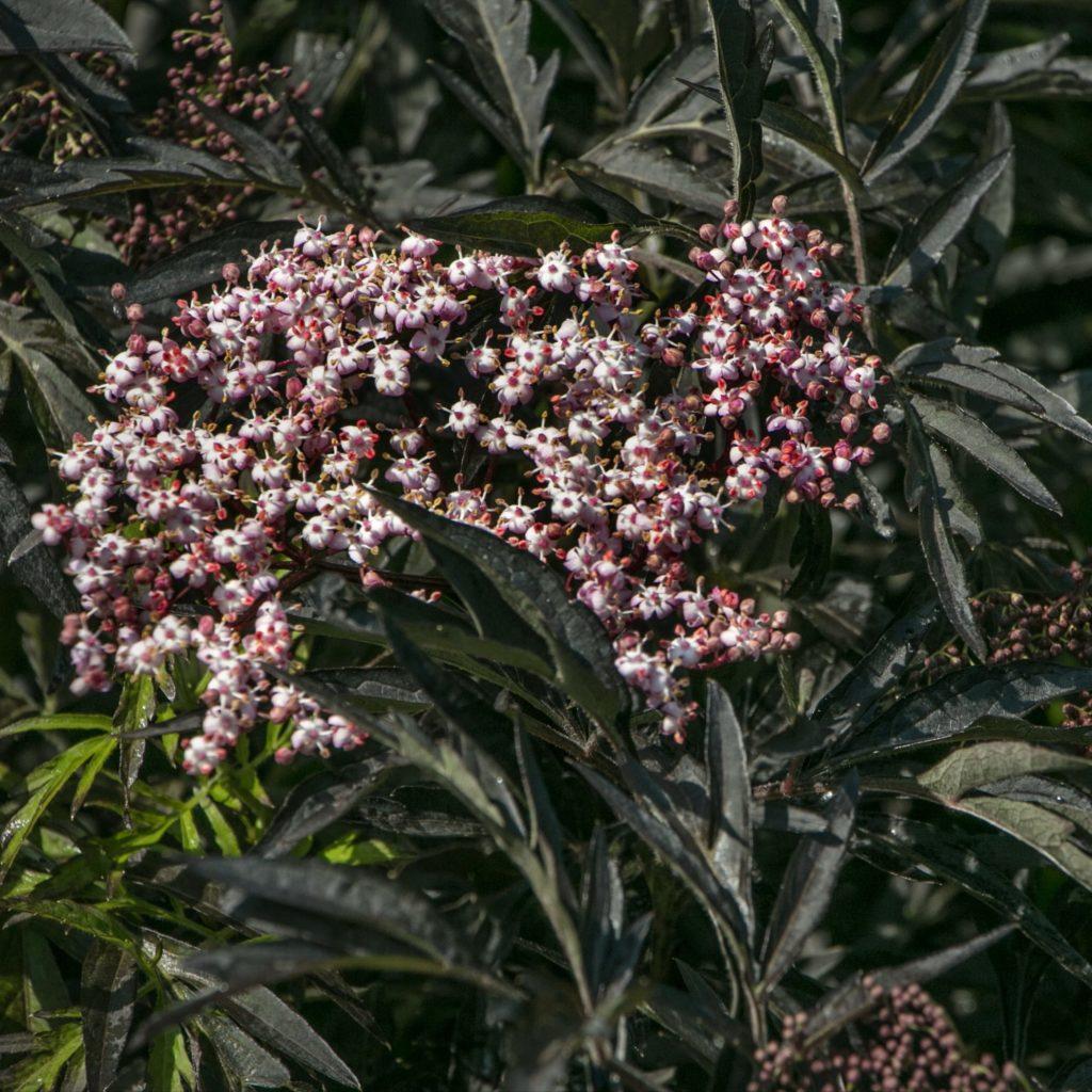 Sureau noir 'Black Lace' - Sambucus cultivé en Suisse - Gardencenter.ch