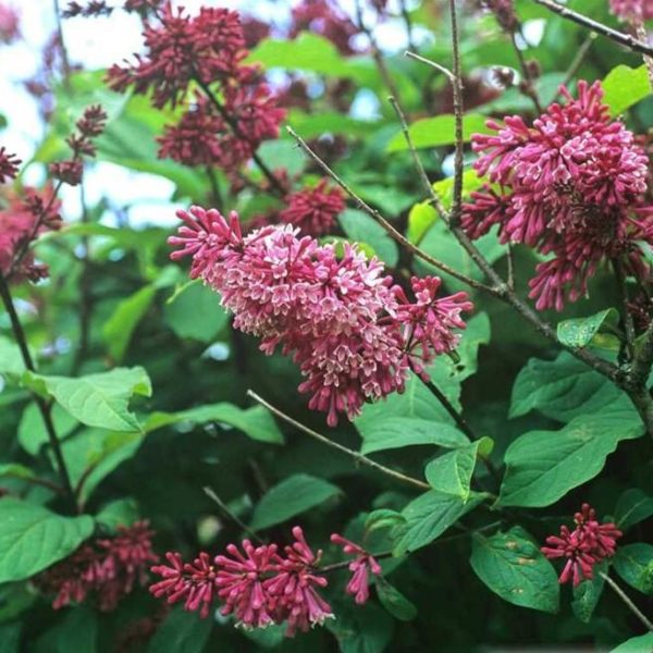 Lilas de Preston 'Red Wine' - Syringa- Bio Le Bourgeon - Gardencenter.ch