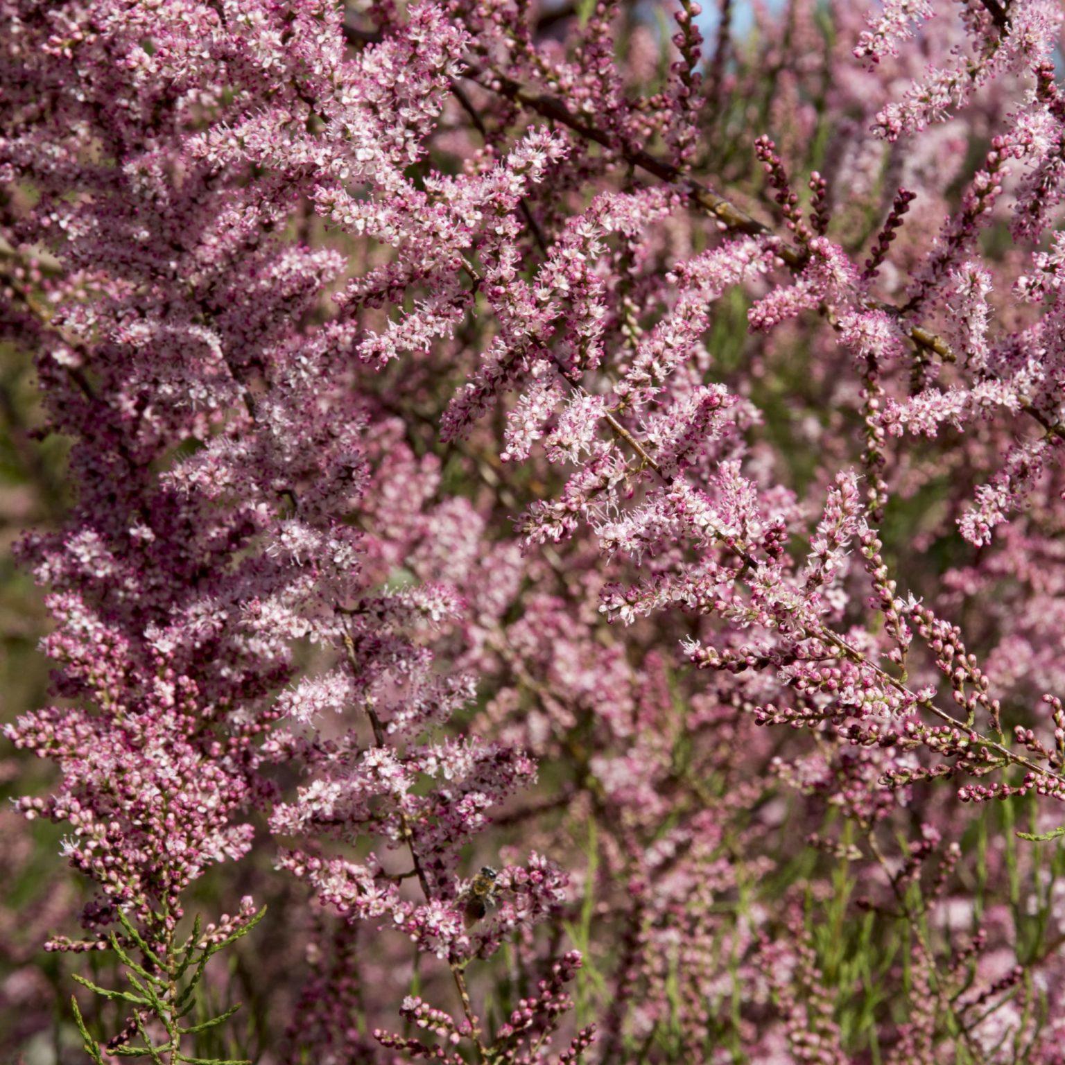 Tamaris de printemps - Tamarix - Gardencenter.ch
